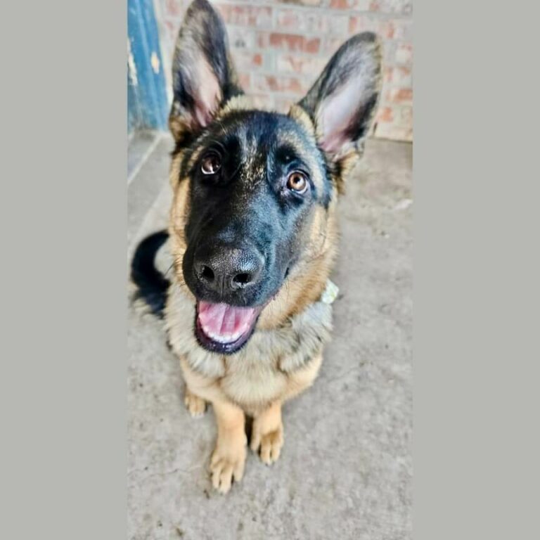 How Much Does A Dog Trainer Cost In 2026? Price Guide